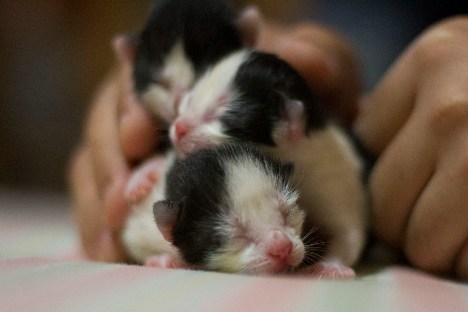 Comment se passe la gestation chez les chats ? - Mon Minou